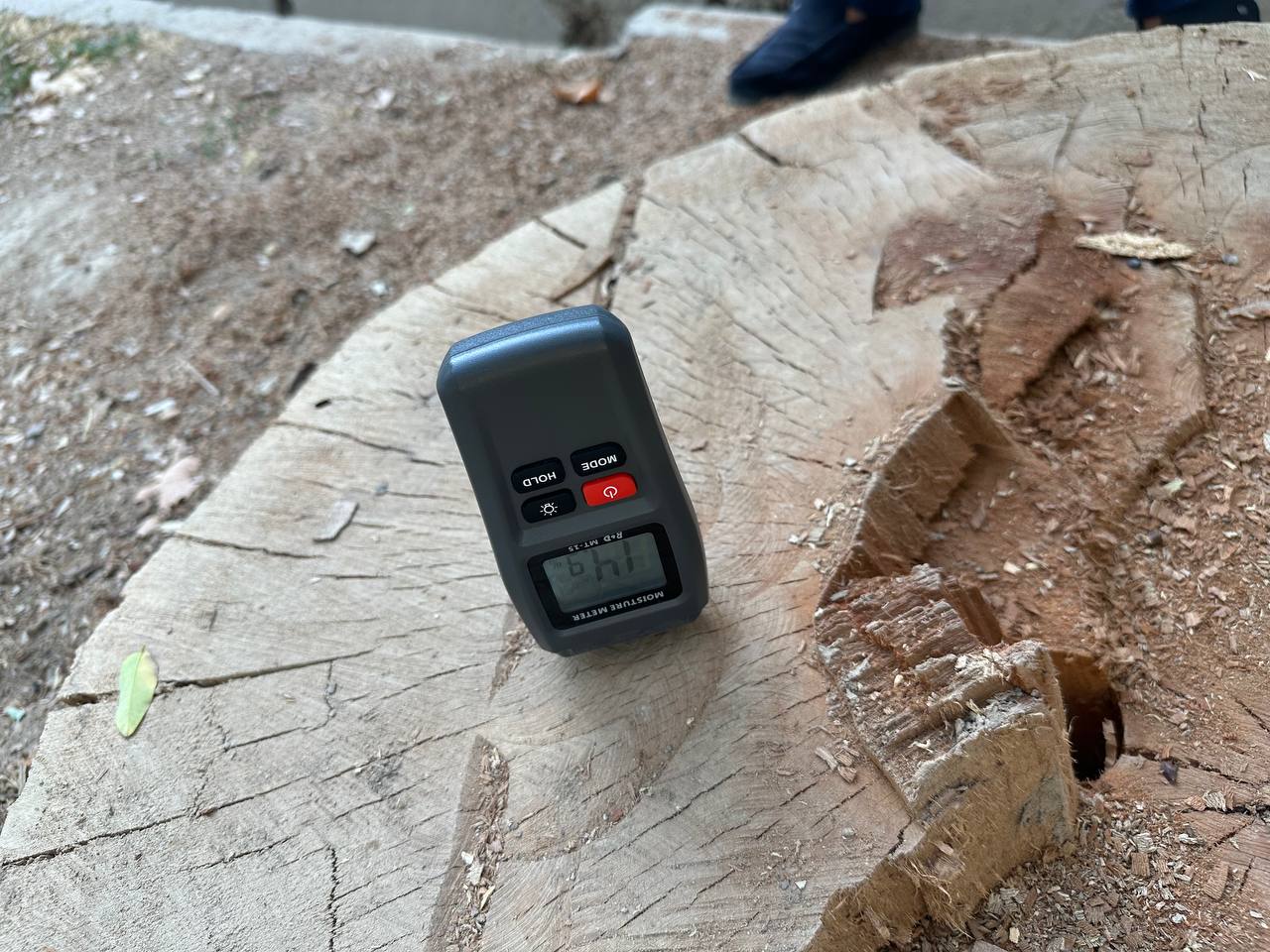 Toshkentda ikkita chinor kesildi, 200 million so‘mdan ortiq zarar ...