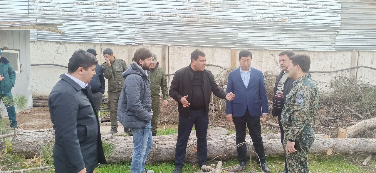 Yana daraxtkushlik: Toshkentda qurilish bo‘layotgan joyda 16 tup turli ...