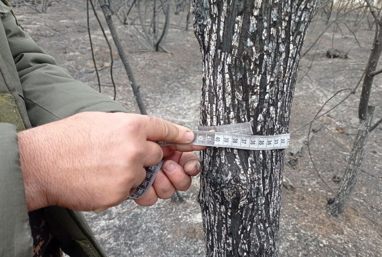 Sirdaryoda 10 gektar yer maydoni yonib, 500 dan ortiq daraxtlar ...