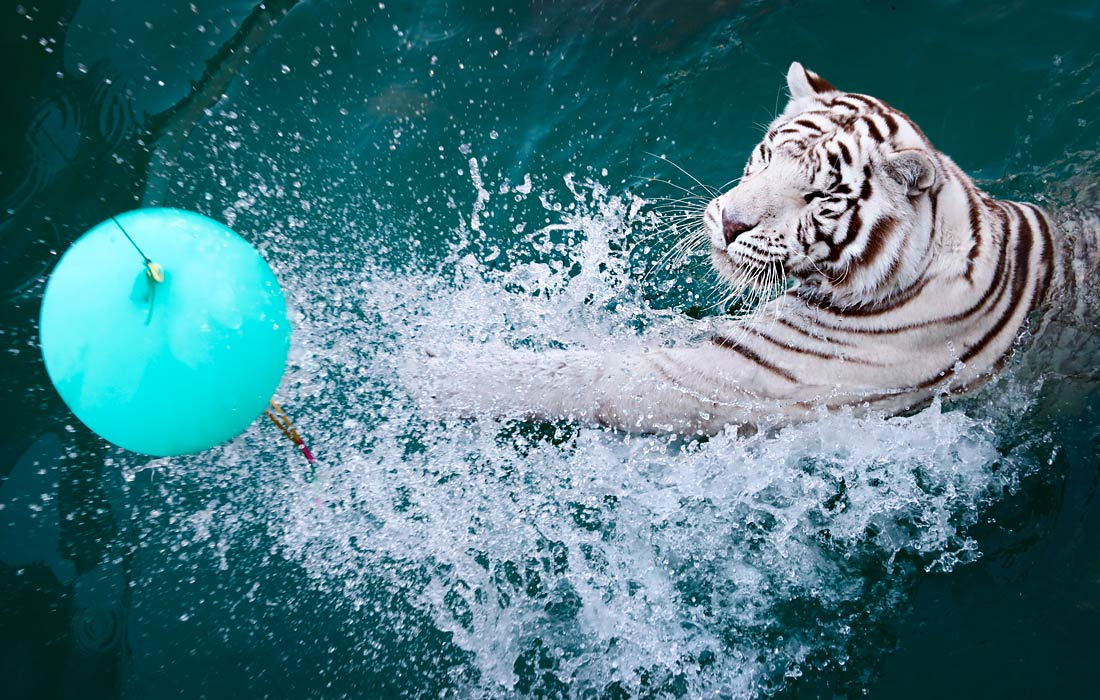 Berlindagi "Pushti atirgul" haykali, Bengal yo‘lbarslari uchun ochilgan ...