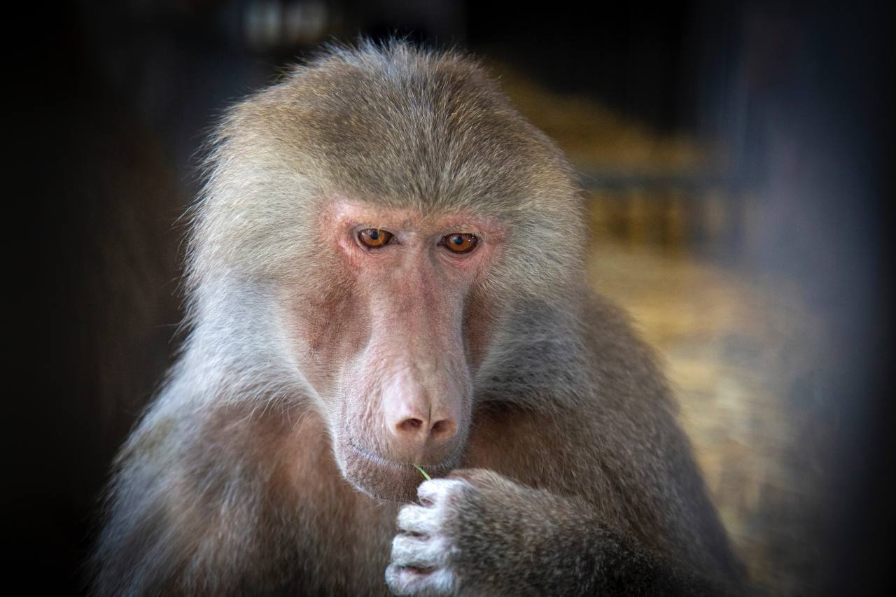 Isroildan Toshkent hayvonot bogʻiga gamadrilalar olib kelindi ...