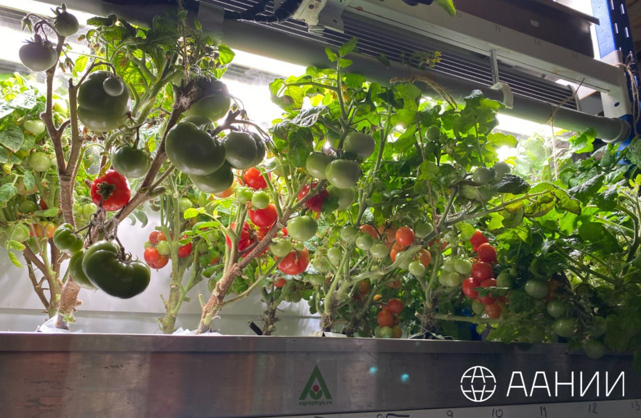 Rossiyalik olimlar Antarktidada birinchi marta bodring yetishtirishdi ...