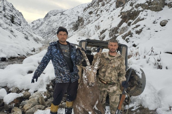 "Sibir tog‘ echkisini ovlashda qonunbuzilish holati aniqlanmadi ...