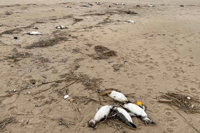 Urugvayda 2 mingga yaqin o‘lik pingvinlar topildi | UzReport.news