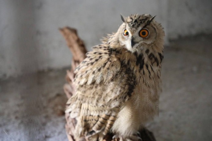 Самарқандда аҳоли хонадонига келиб қолган укки табиат боғига топширилди ...