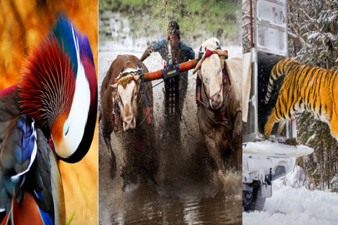 Dublin botanika bog'idagi mandarin o'rdak, Indoneziyada an'anaviy buqa ...