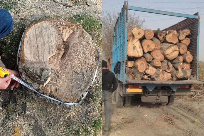 Samarqandda 23 tup daraxt kesib tashlanishi oqibatida tabiatga 772 mln ...