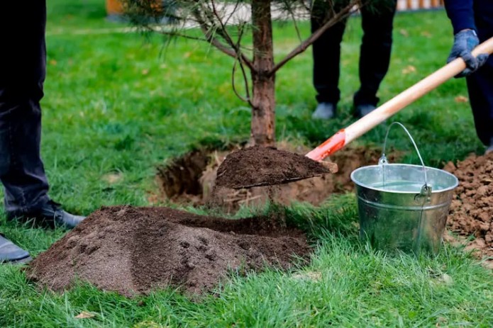 "Yashil makon": Qashqadaryoda 4 milliondan ortiq daraxt ekildi ...