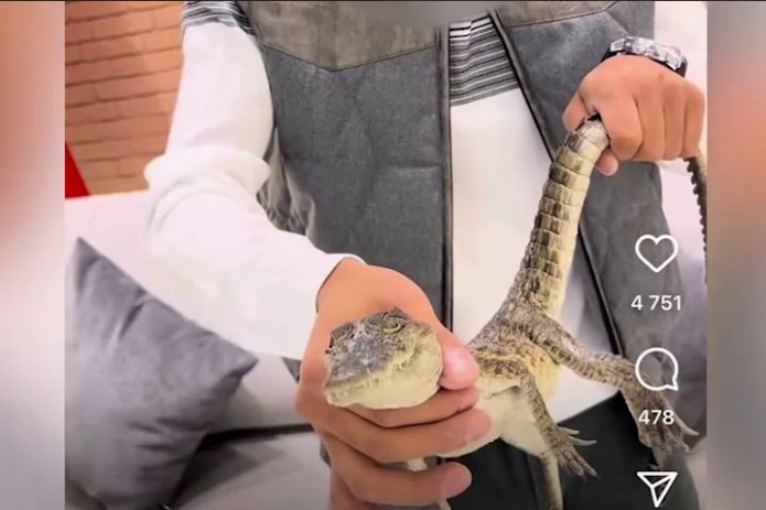 Hayvonot bog‘iga topshirilgan timsoh bolalari va buqalamunlar qo'lga ...