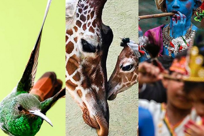 Chikagodagi uch haftalik jrafa bolasi, Bruklindagi Karib dengizi ...