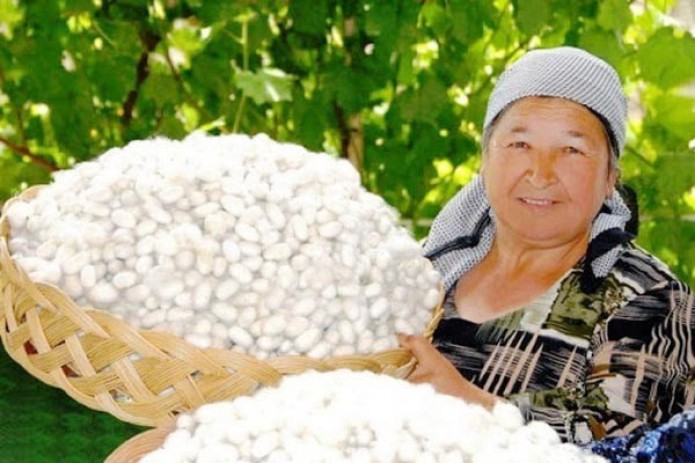 Pilla yetishtirish va ipakchilik sohasida bozor mexanizmlari joriy ...