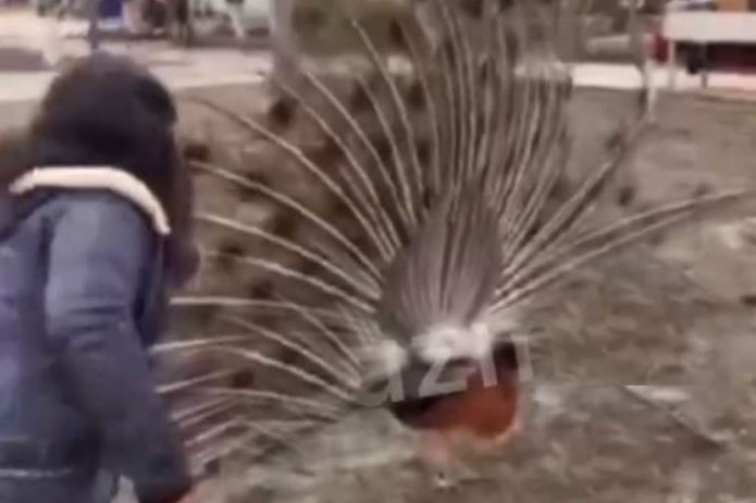 Buxoroda tovus patini yulib olgan qizning onasi javobgarlikka tortildi ...