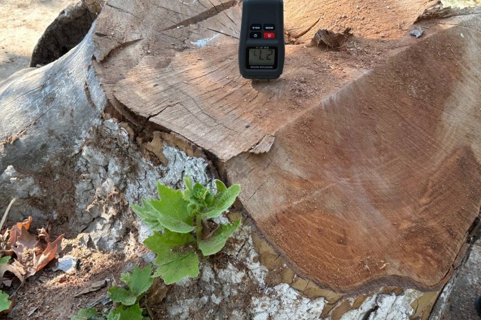 Toshkentda ikkita chinor kesildi, 200 million so‘mdan ortiq zarar ...