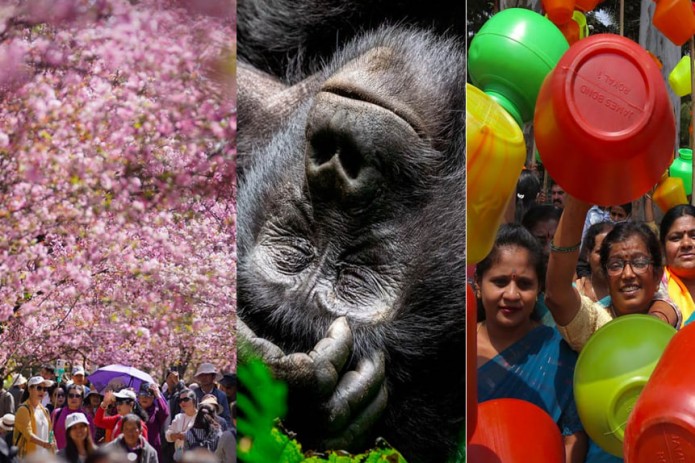 Kunming shahrida gullagan gilos daraxtlari, Xitoyda o'tkazilayotgan ...