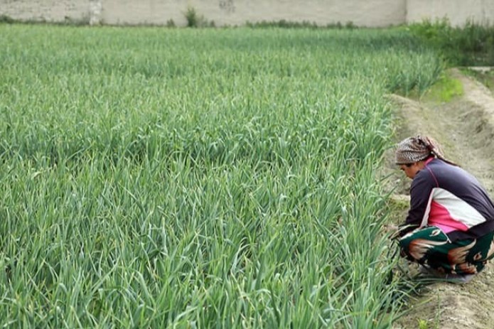 Tomorqa yer egalariga kredit ajratiladi | UzReport.news