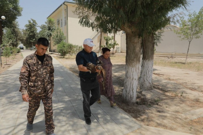 Surxondaryoda oyog'idan yaralangan burgut fuqaroning xonadoniga kelib ...