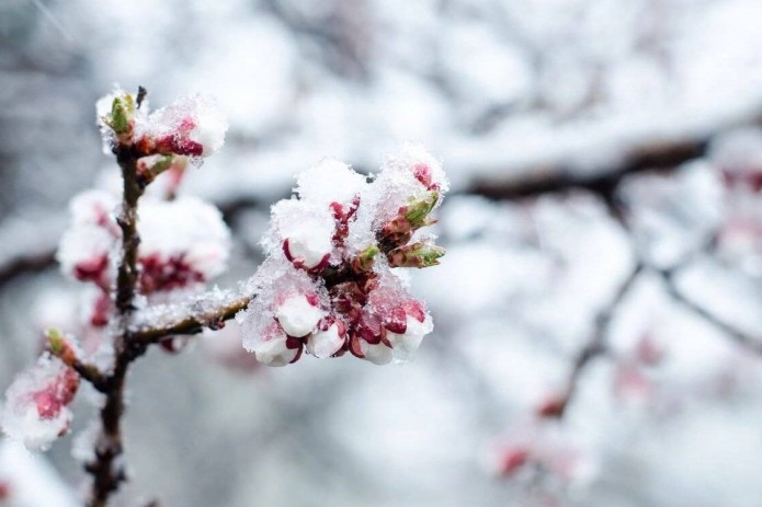 Bahorning ilk kunida O’zbekiston hududlari bo’ylab qor yog’ishi ...