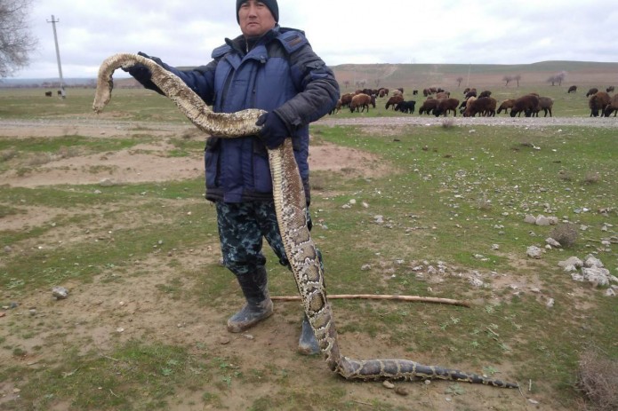 Jizzaxda piton iloni topildi | UzReport.news