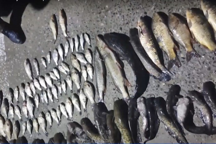 Sirdaryoda elektr qarmoqda baliq ovlab, tabiatga 86,4 mln so‘m zarar ...