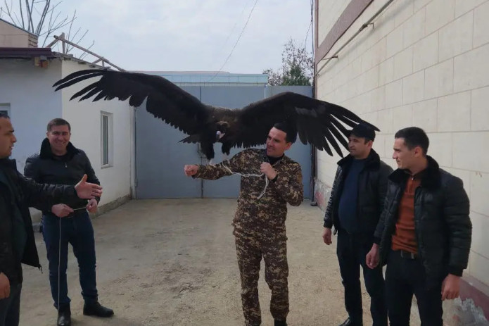 Sirdaryoda Qizil kitobga kiritilgan burgut noqonuniy tarzda saqlab ...