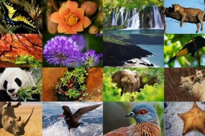 22-may – Xalqaro biologik xilma-xillik kuni | UzReport.news