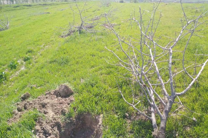 Toshkent viloyatidagi Chotqol o‘rmon xo‘jaligida 48 tup xandon pista ...