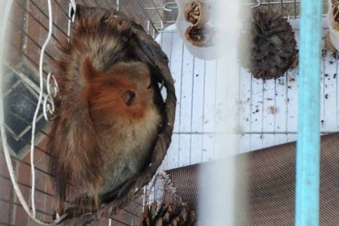 Toshkentdagi kafeda qafasda saqlanayotgan olmaxon tabiat qoʻyniga ...