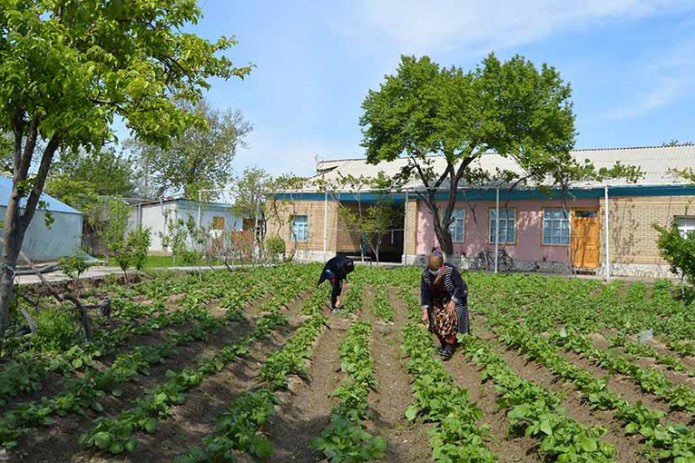 Endilikda barcha shaxsiy tomorqa egalari ish staji hisoblash uchun ...